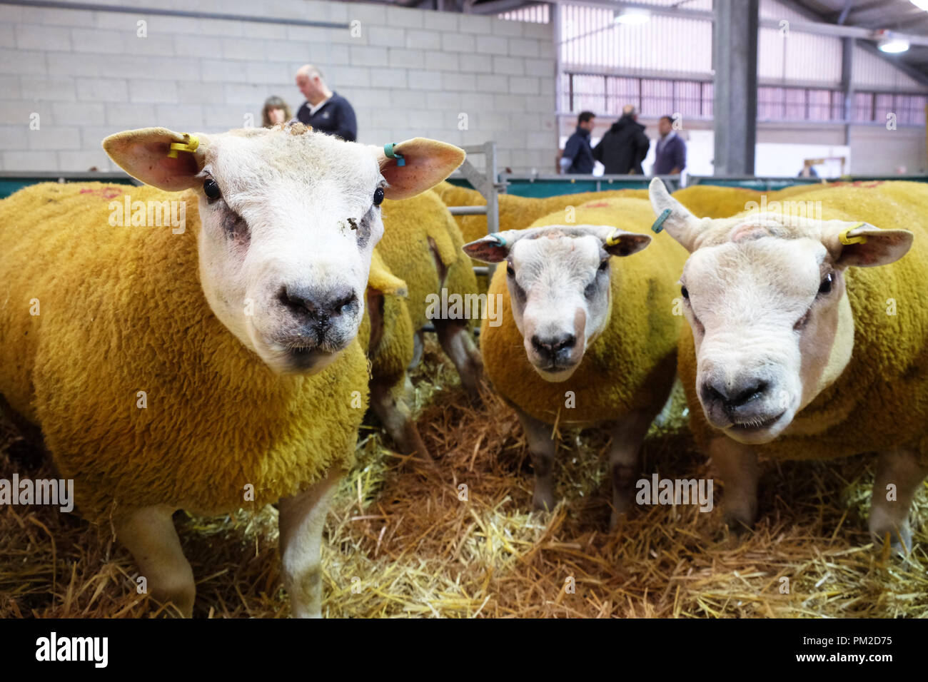 Ram major hi-res stock photography and images - Alamy