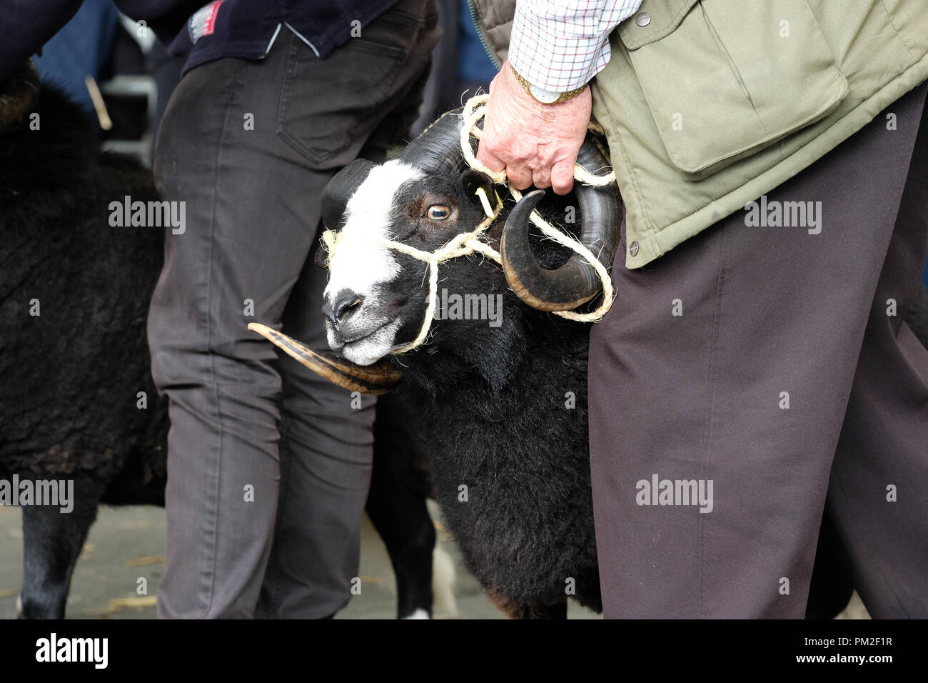 Rare breed sheep wales hi-res stock photography and images - Alamy