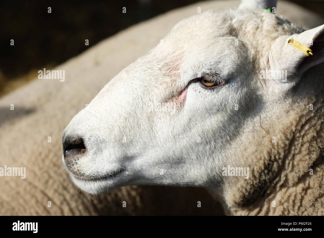Royal Welsh Showground, Builth Wells, Powys, Wales - Monday 17th ...