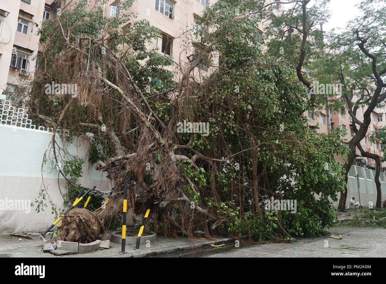 Uprooted tree in residential area hi-res stock photography and images - Alamy