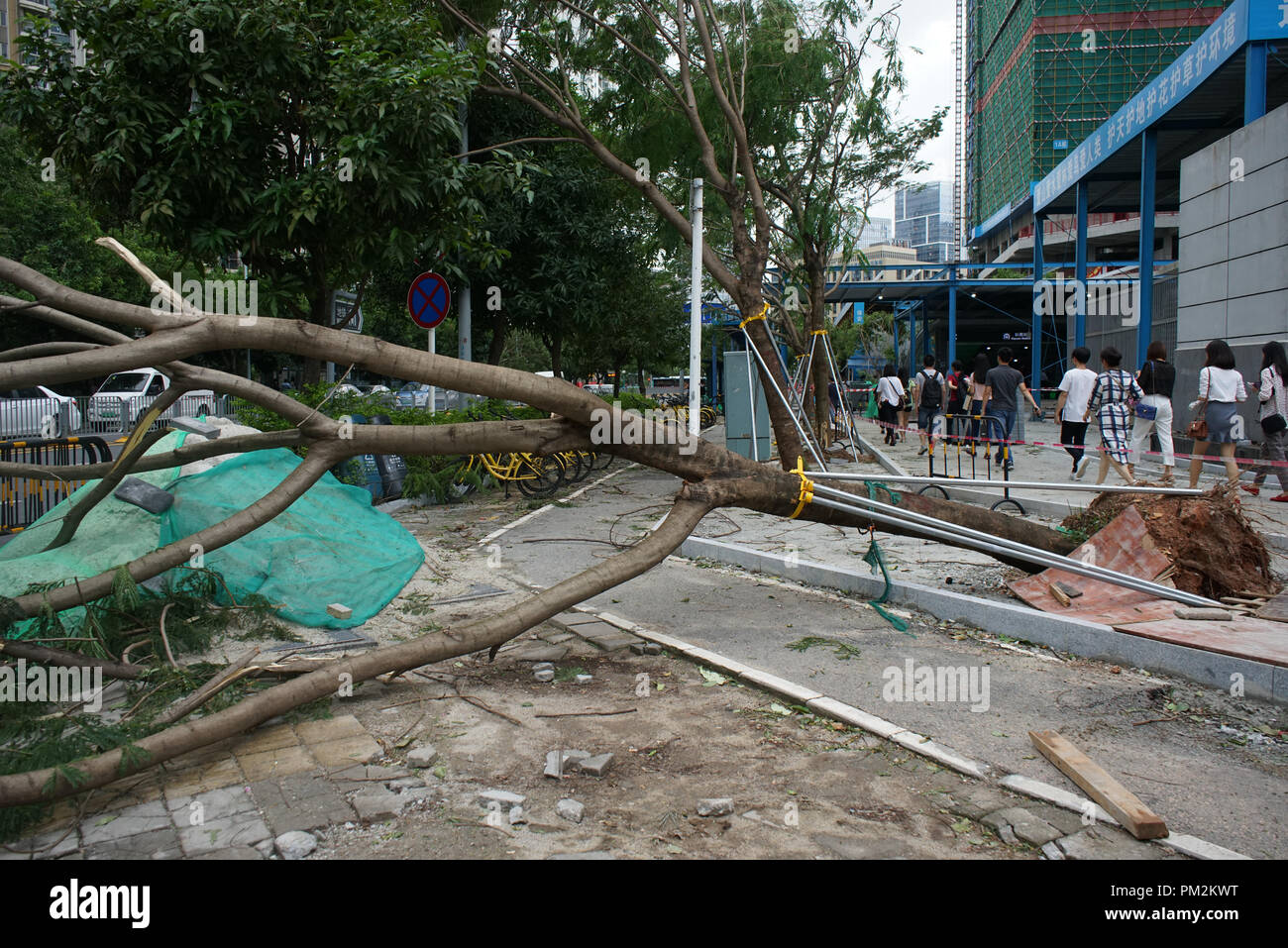 Typhoon Tree High Resolution Stock Photography and Images - Alamy