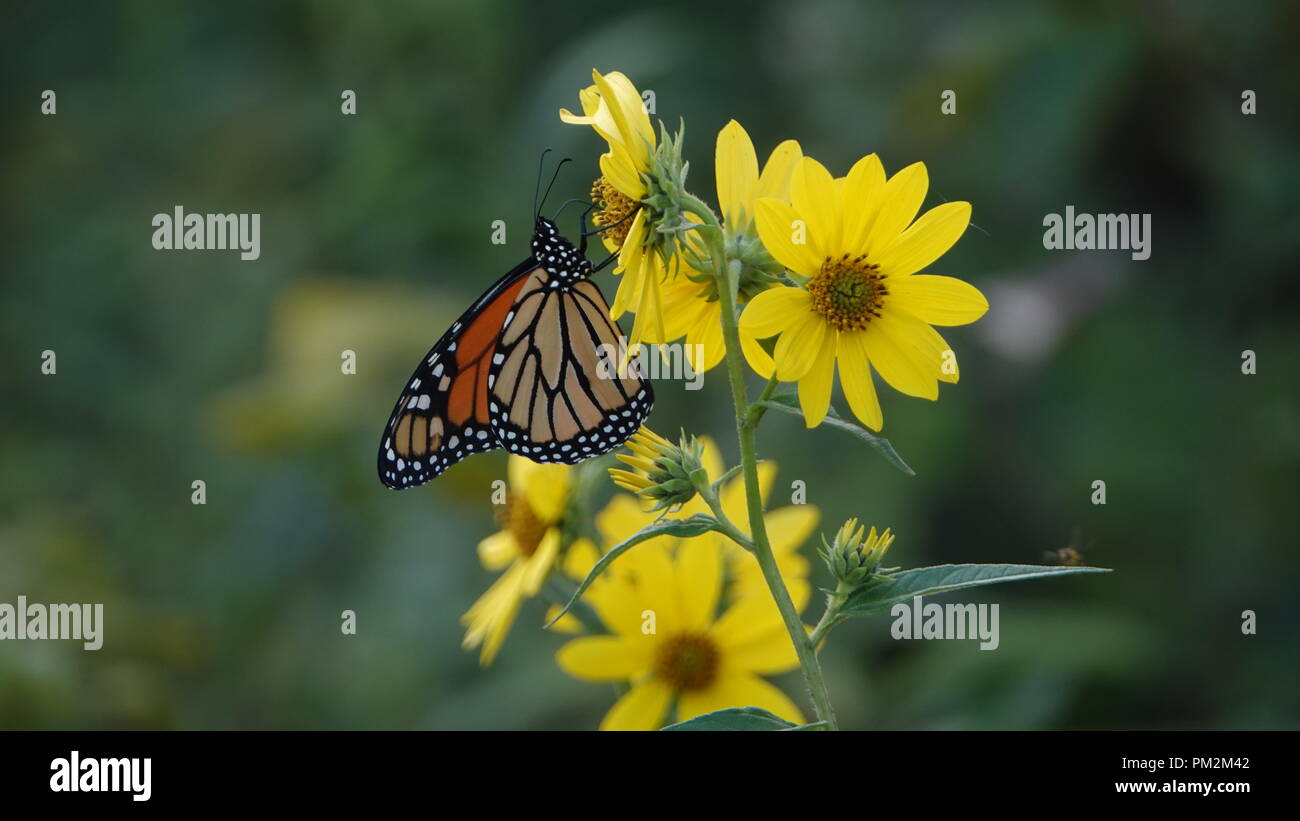 Compass plant hi-res stock photography and images - Alamy