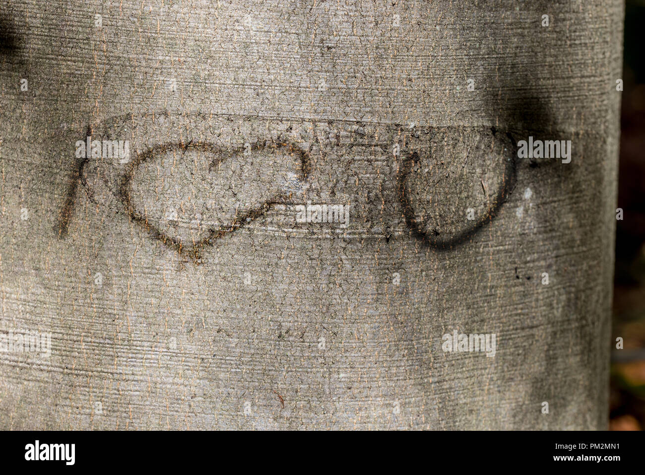 I Love You concept with a heart symbol written on the bark on the trunk ...