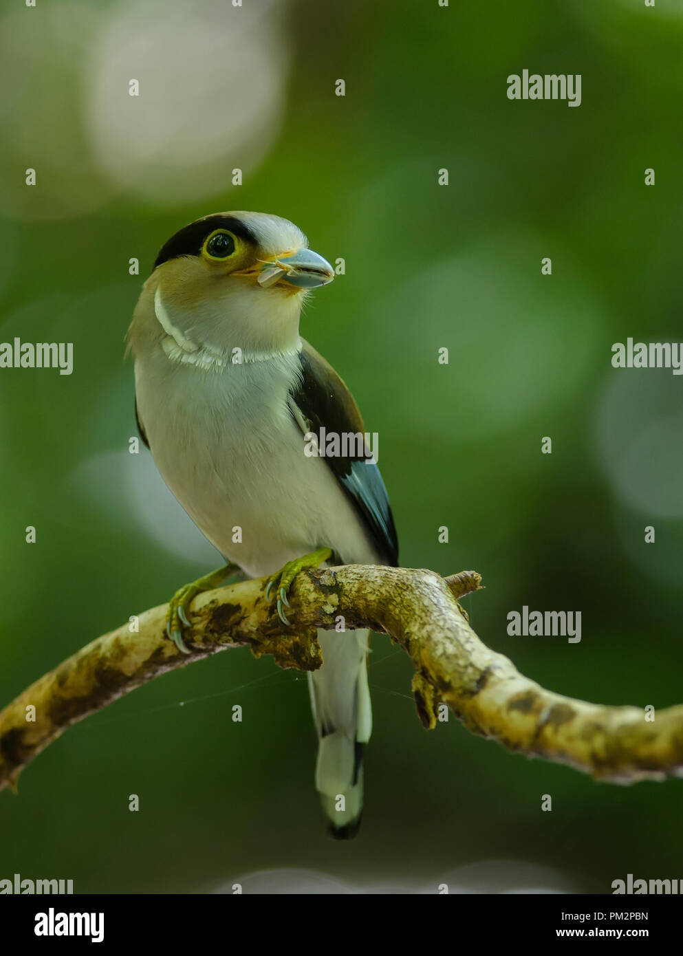 Female silver breasted broadbill hi-res stock photography and images ...