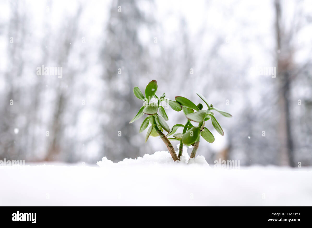 New green plant growing out of snow with snowflakes falling down Stock ...