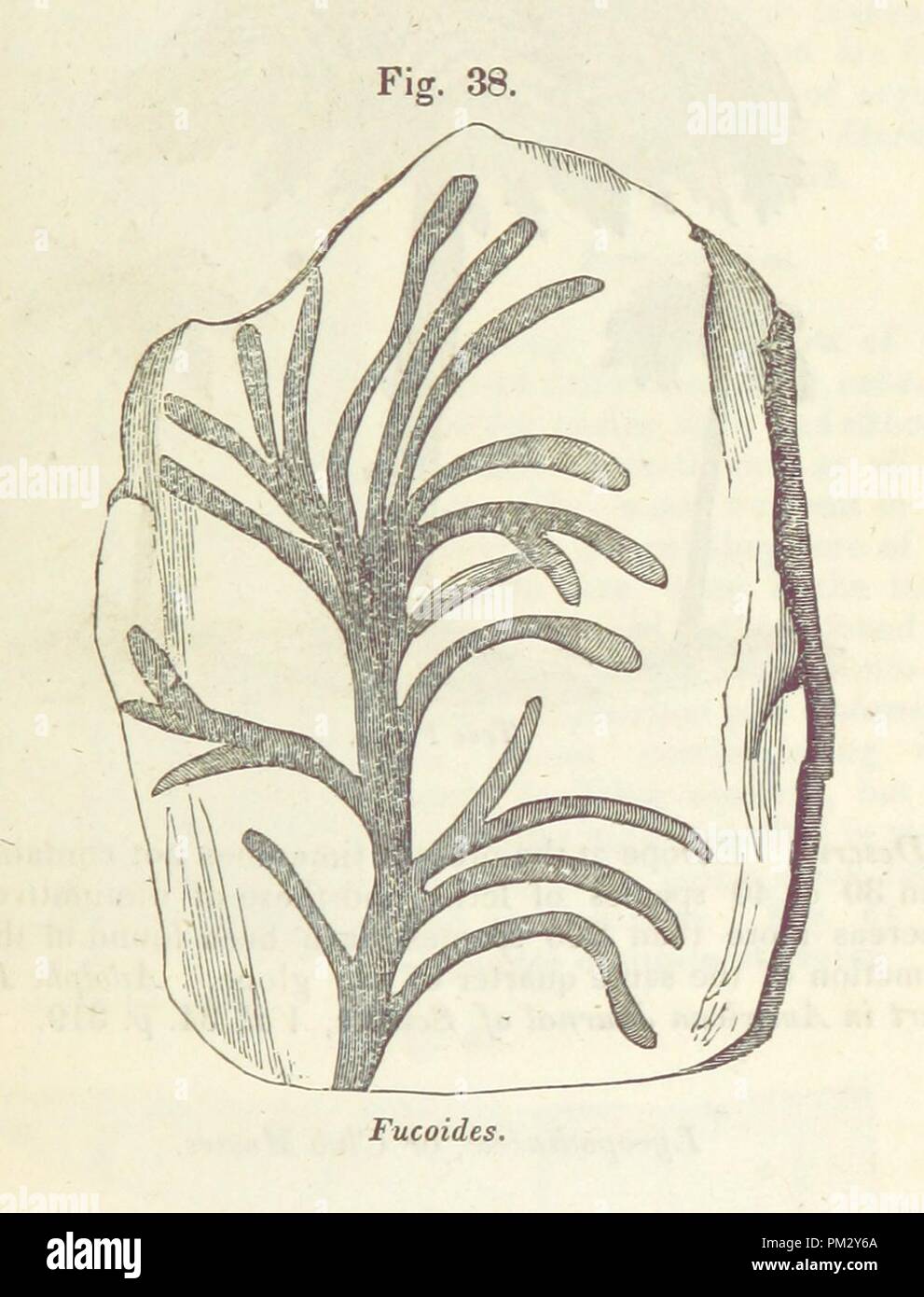 Image from page 117 of 'Elementary Geology' Stock Photo - Alamy