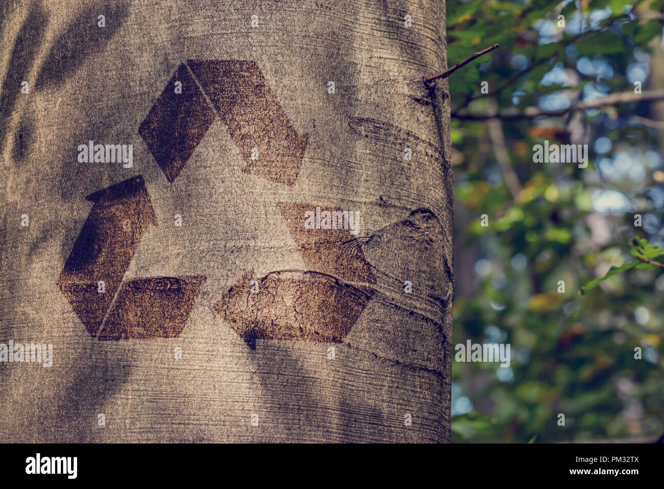 Recycling symbol on the trunk of a tree outdoors in woodland in a ...