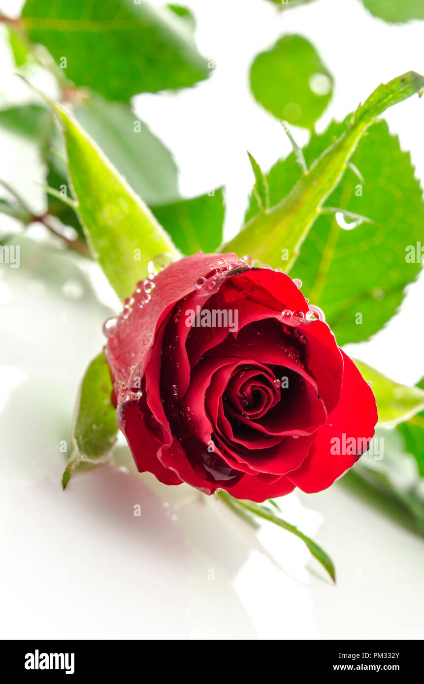Single Red Rose With Dew Drops