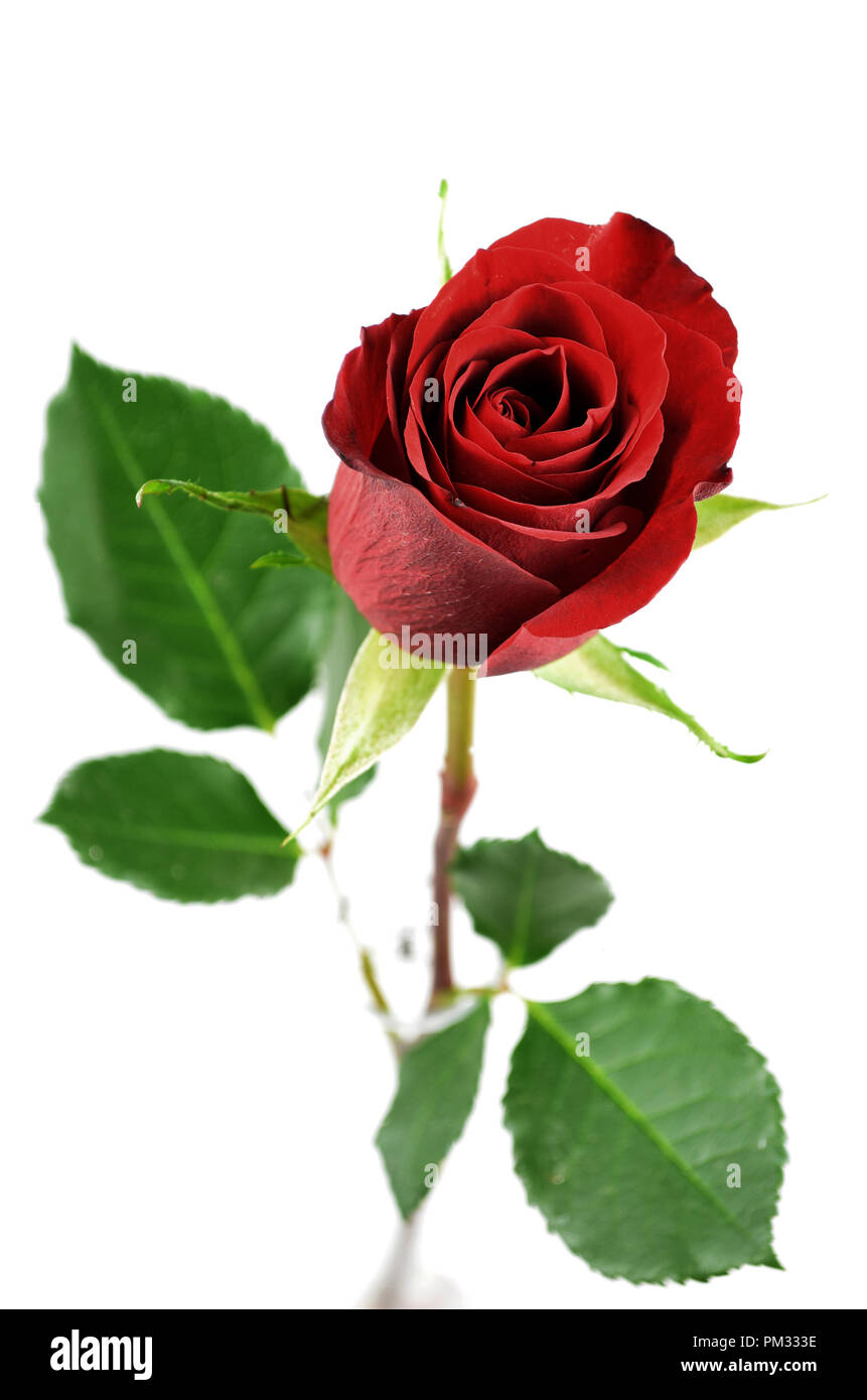 Red rose in isolated on a white background Stock Photo - Alamy