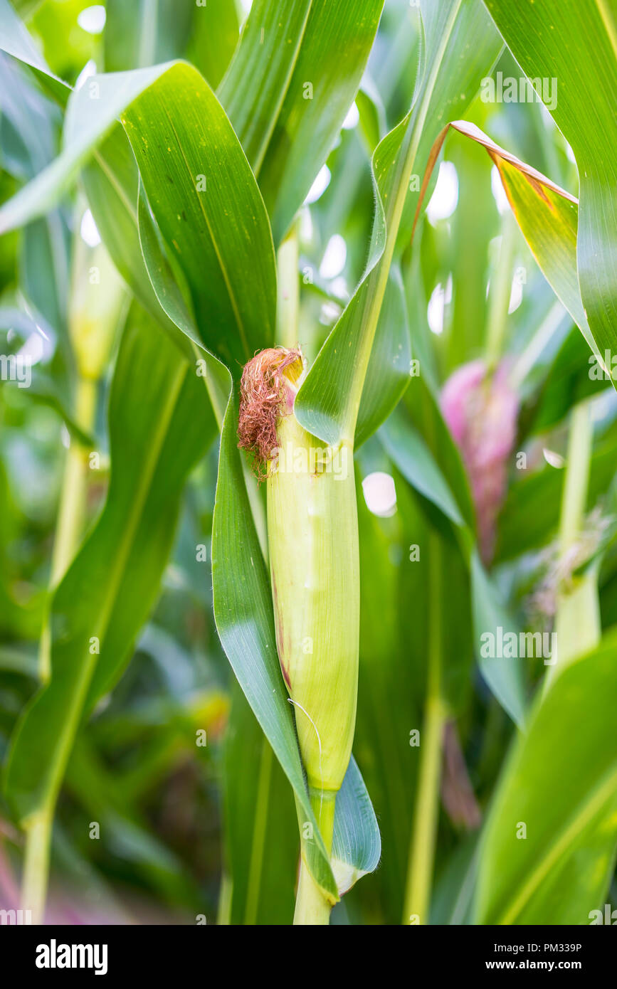 Cornstalk field ripe hi-res stock photography and images - Alamy