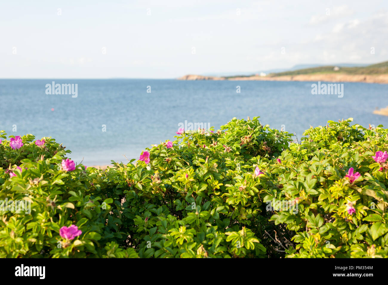Wild roses by the ocean, Whale Cove, Cape Breton Island, NS, Canada ...