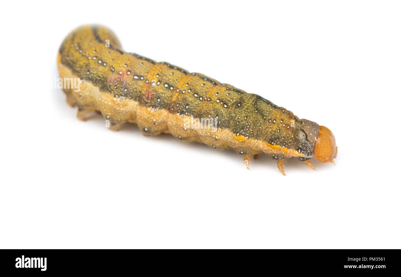 caterpillar isolated on white background Stock Photo - Alamy