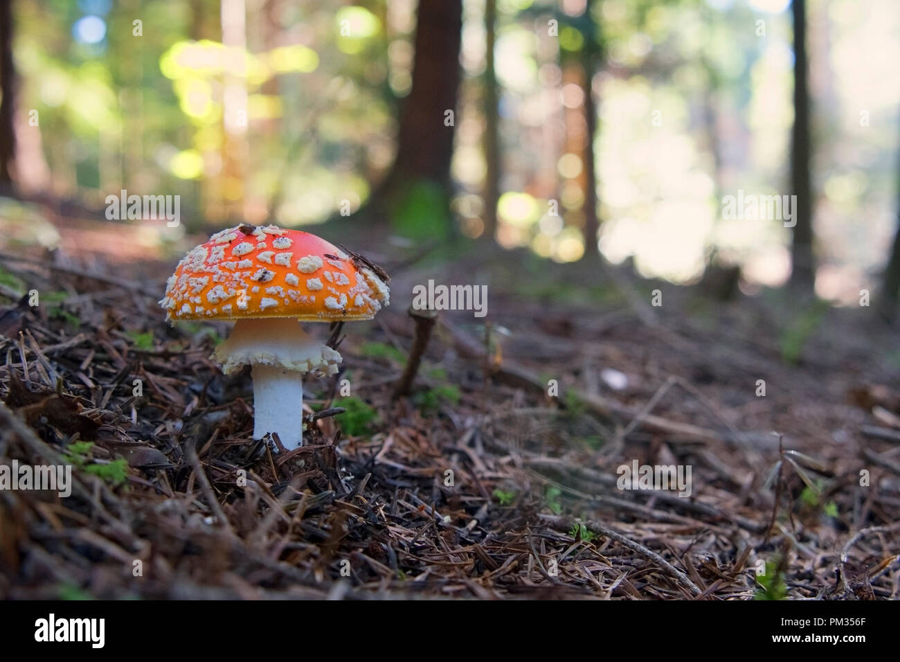 red and white spotted toadstool in fall seaso Stock Photo - Alamy