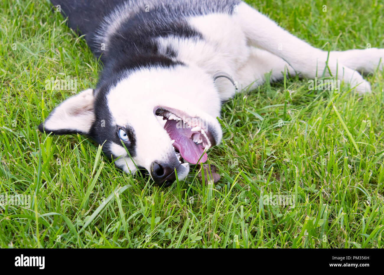 Cute siberian husky puppy play toy on grass. Cute dog Stock Photo - Alamy
