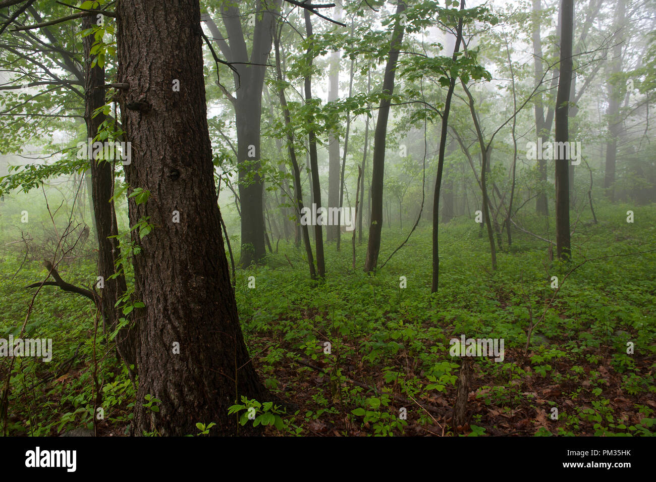 Usa water clean air forest nature hi-res stock photography and images ...