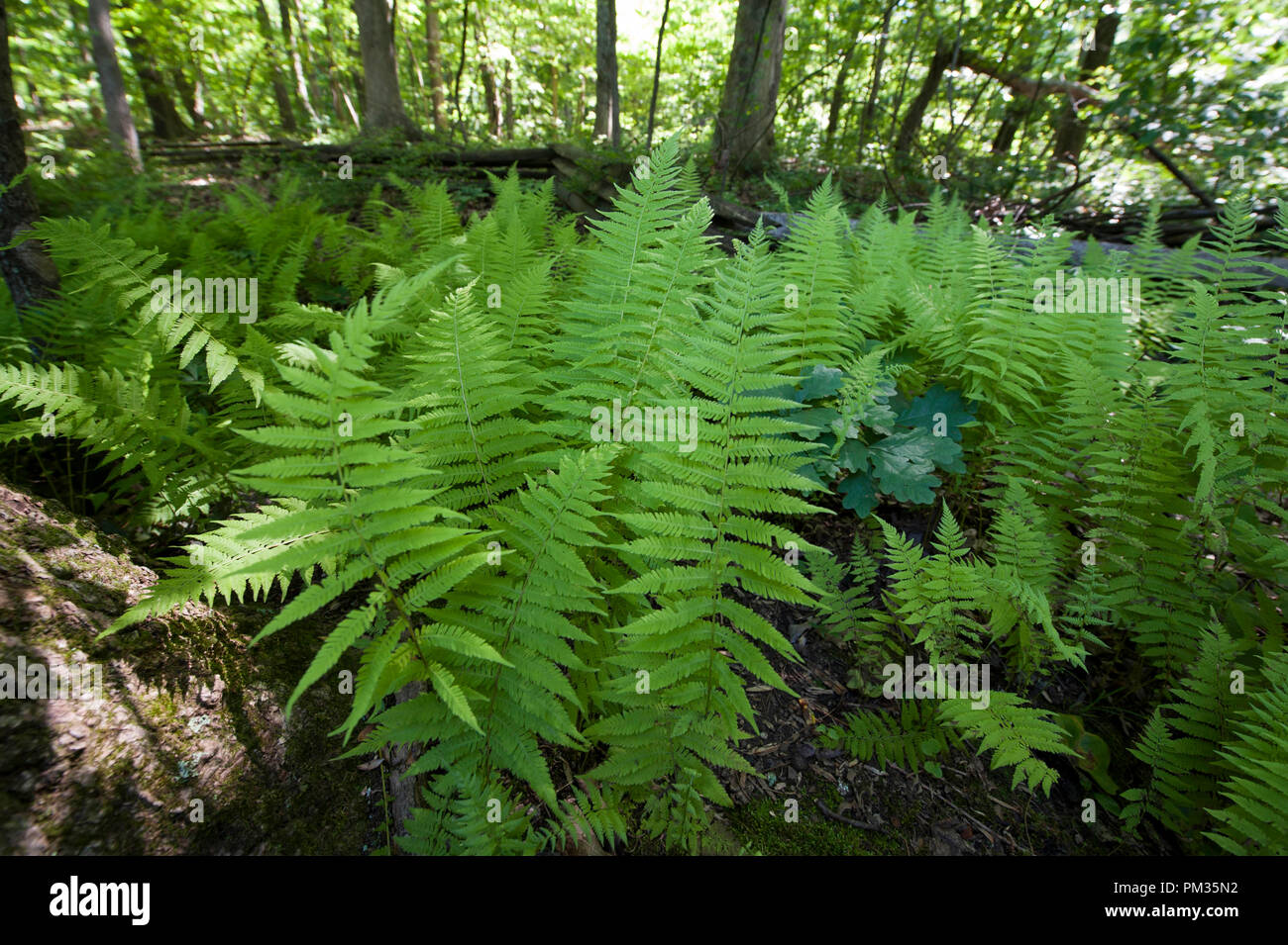 United States: Ferns grow wild in the blue ridge mountains of Virginia ...
