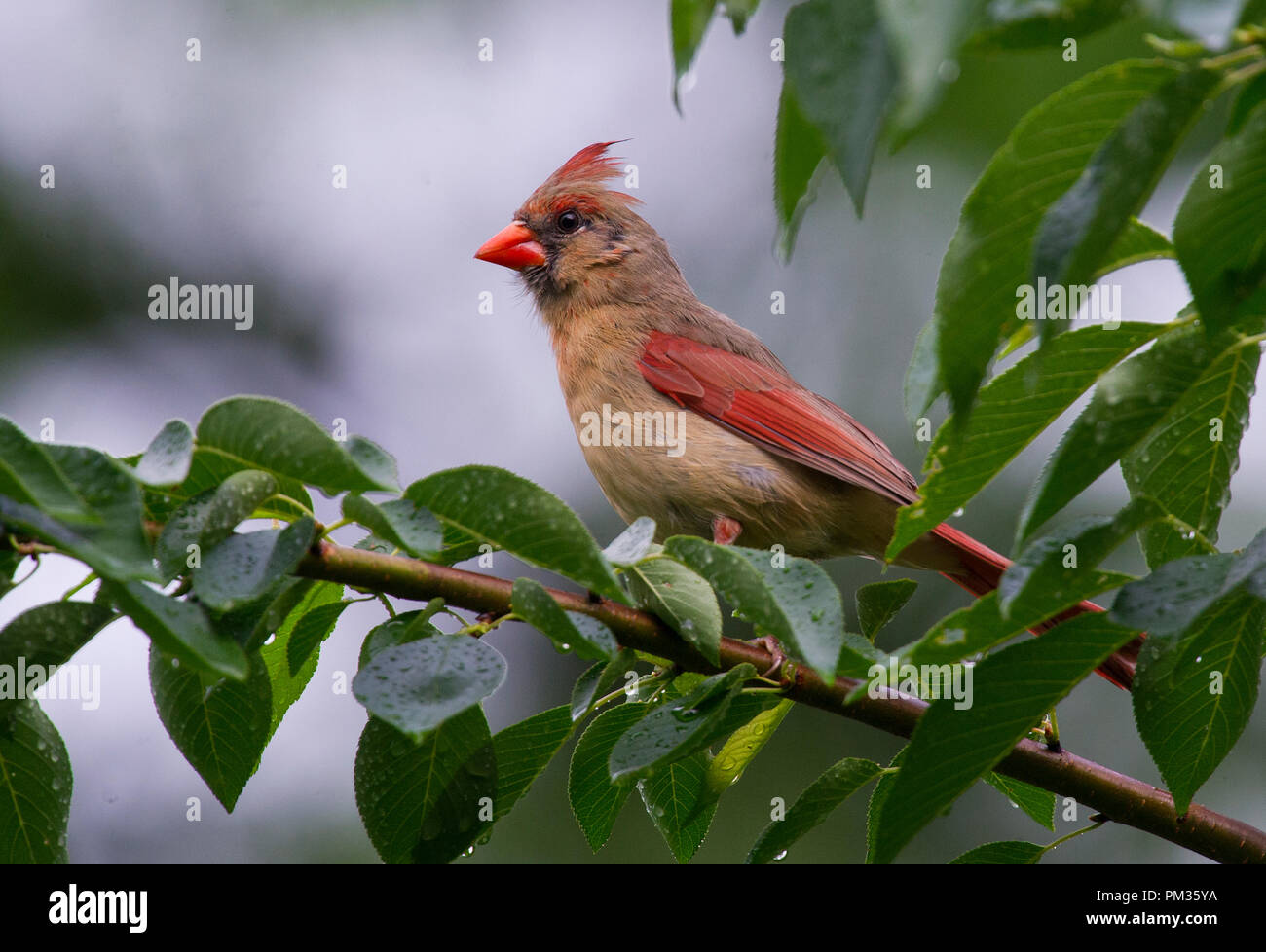 Northern Cardinal :: Cardinalis cardinalis Stock Photo - Alamy