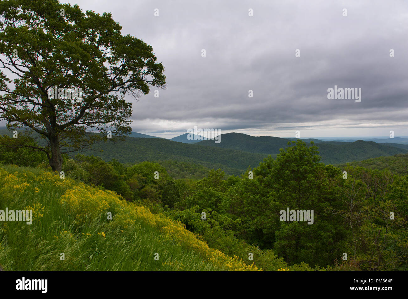 Deciduous forest along the Appalachian Trail in Virginia's Blue Ridge ...