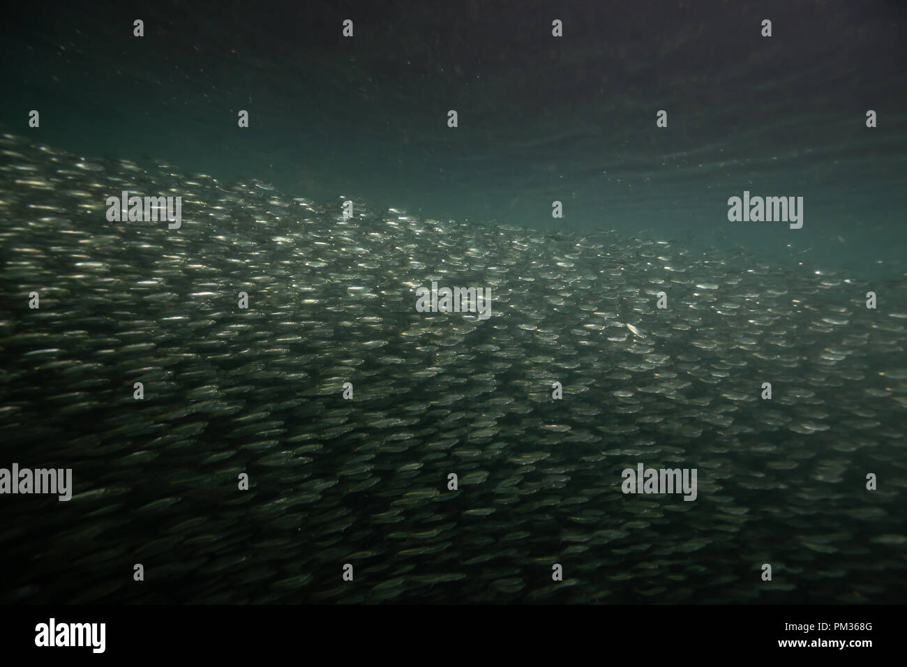 Beautiful underwater scene in the Pacific Ocean with a swarm of small ...