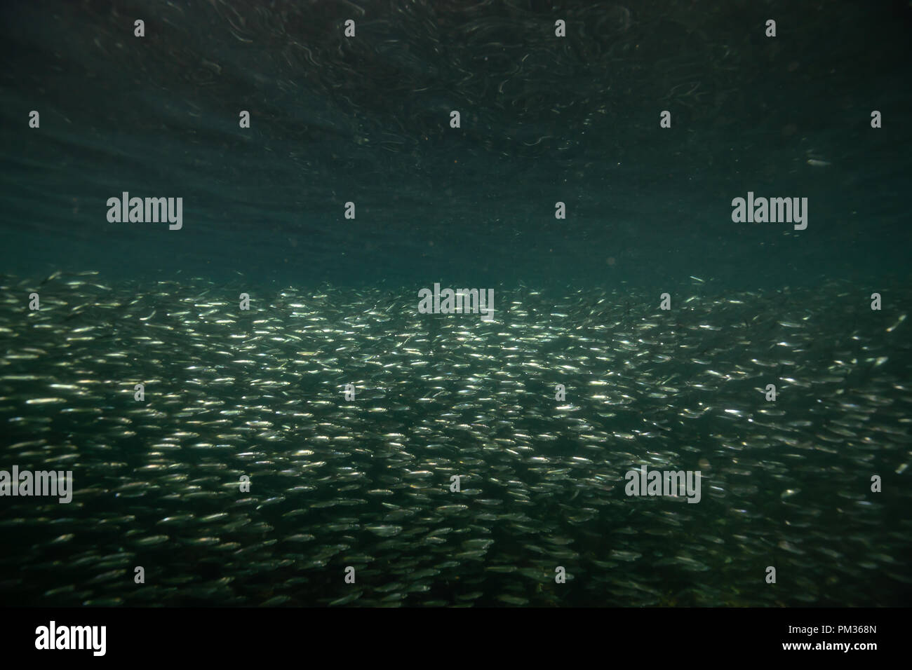 Beautiful underwater scene in the Pacific Ocean with a swarm of small ...