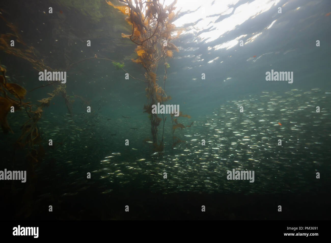 Beautiful underwater scene in the Pacific Ocean with a swarm of small ...