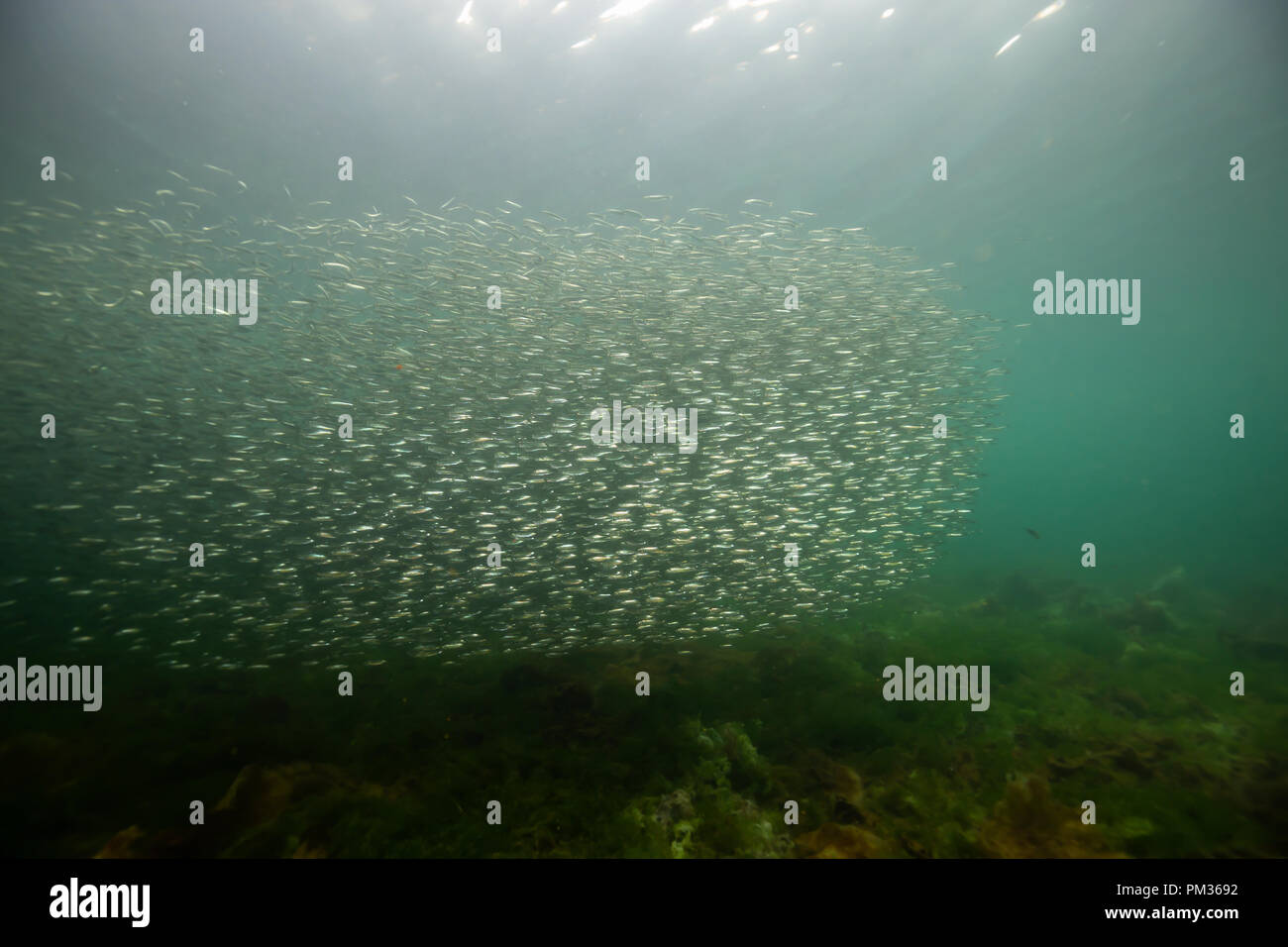 Beautiful underwater scene in the Pacific Ocean with a swarm of small ...