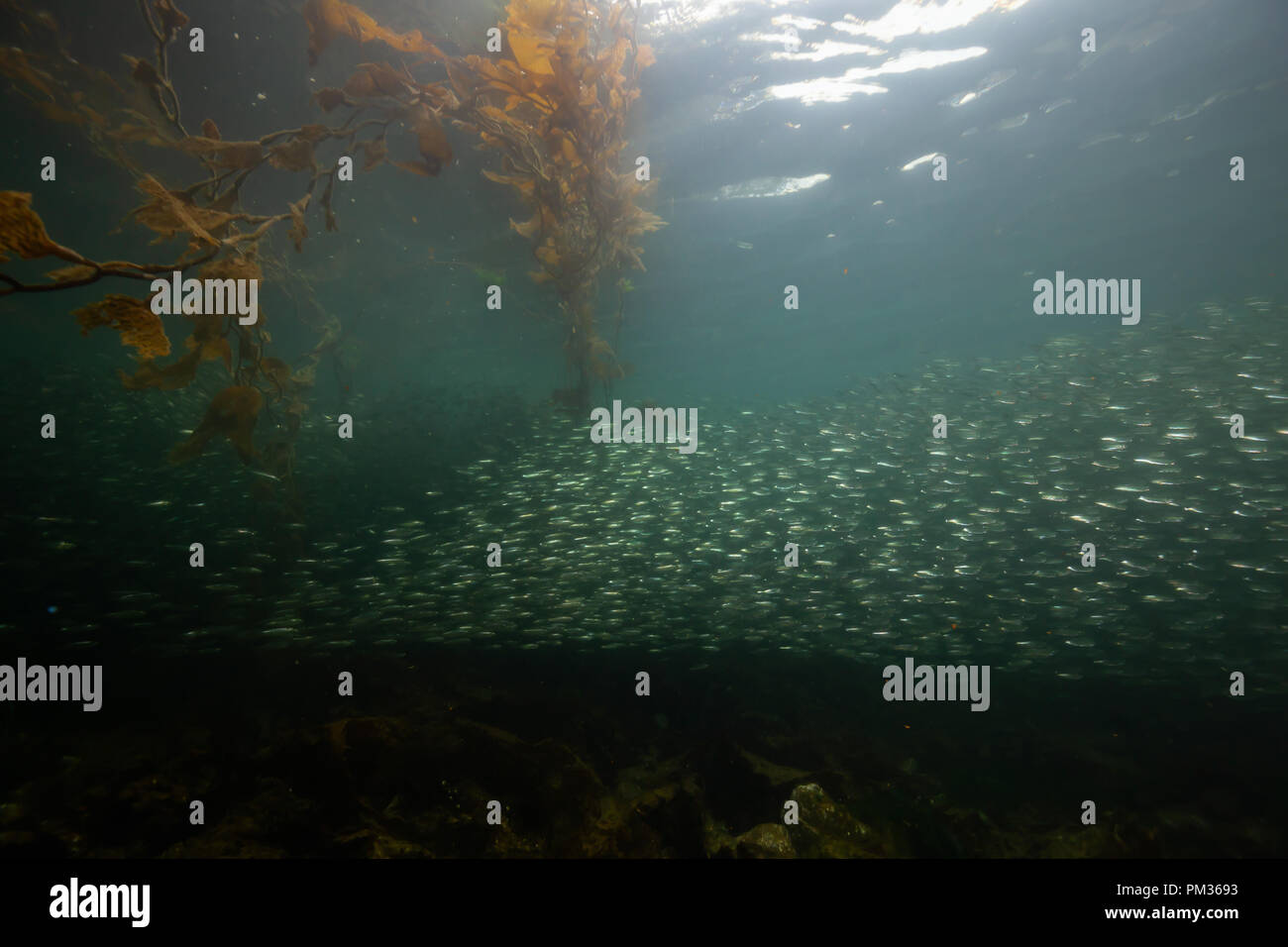 Beautiful underwater scene in the Pacific Ocean with a swarm of small ...