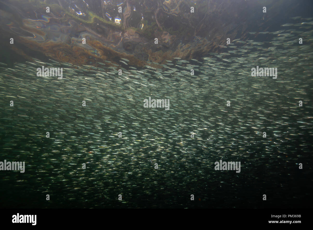 Beautiful underwater scene in the Pacific Ocean with a swarm of small ...
