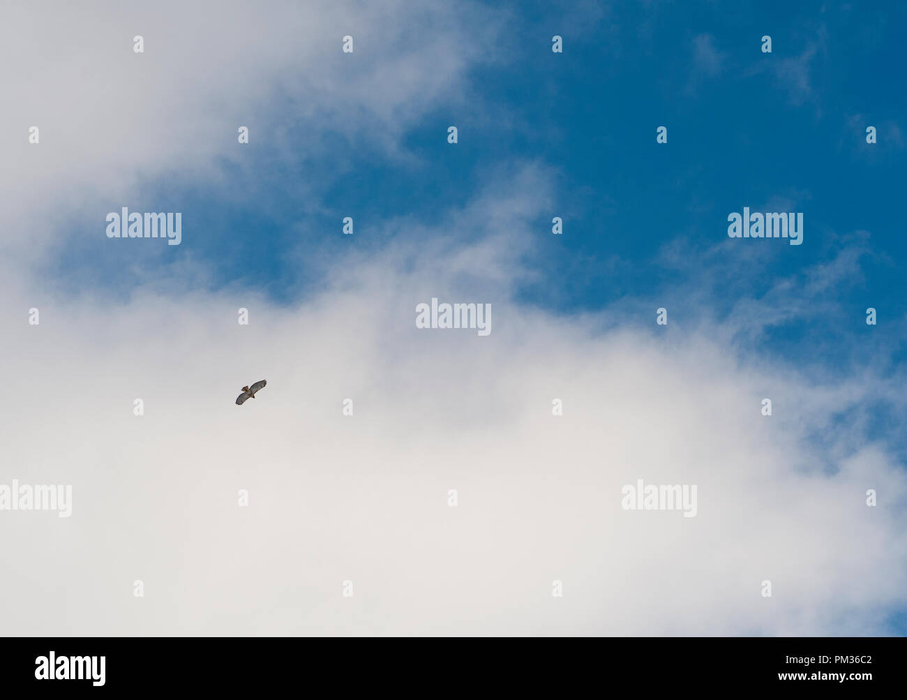 Long tailed hawk hi-res stock photography and images - Alamy
