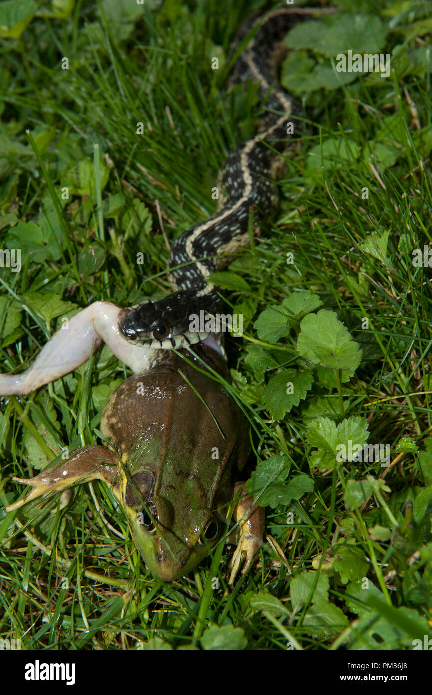 Garter Snake Eats Frog at Anna Dolby blog