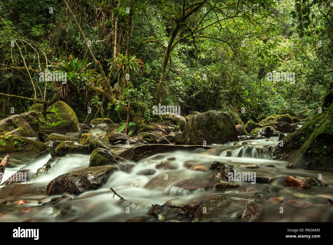 Colombia river through trees hi-res stock photography and images - Alamy