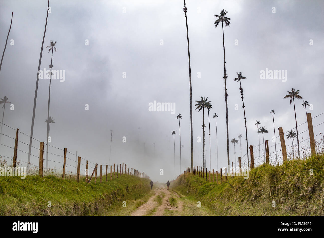 Two hikers walk through the wax palm tree forest in the famous Cocora ...