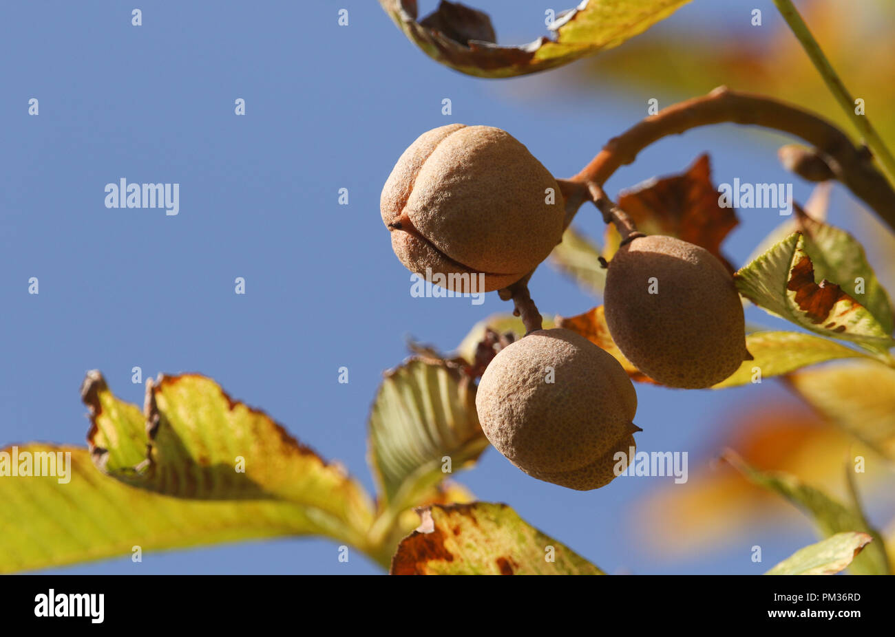 A branch of conkers on a Horse Chestnut Tree in the UK Stock Photo - Alamy