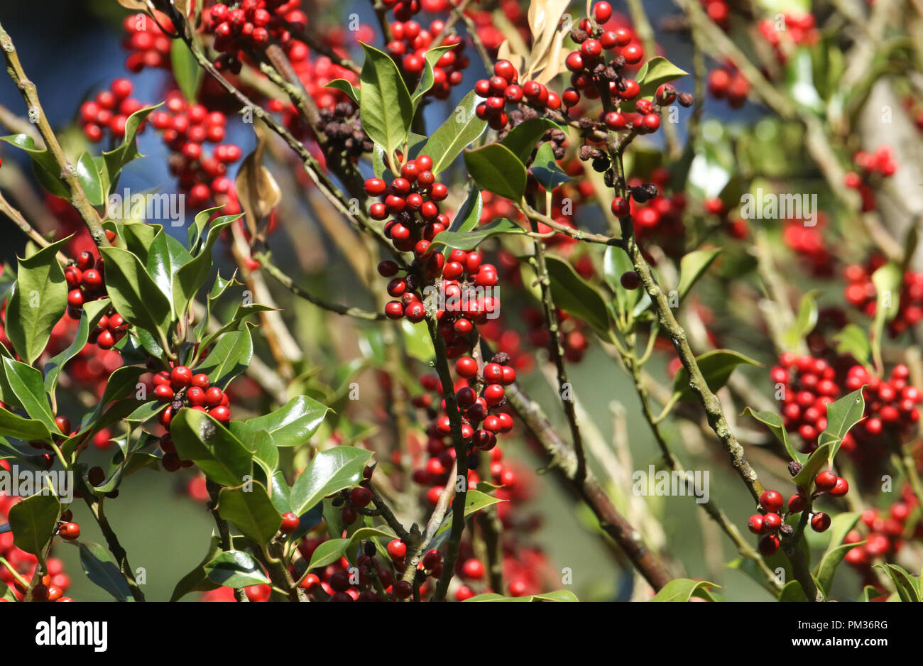 Branches of a Holly Tree (Ilex aquifolium) with their beautiful red ...