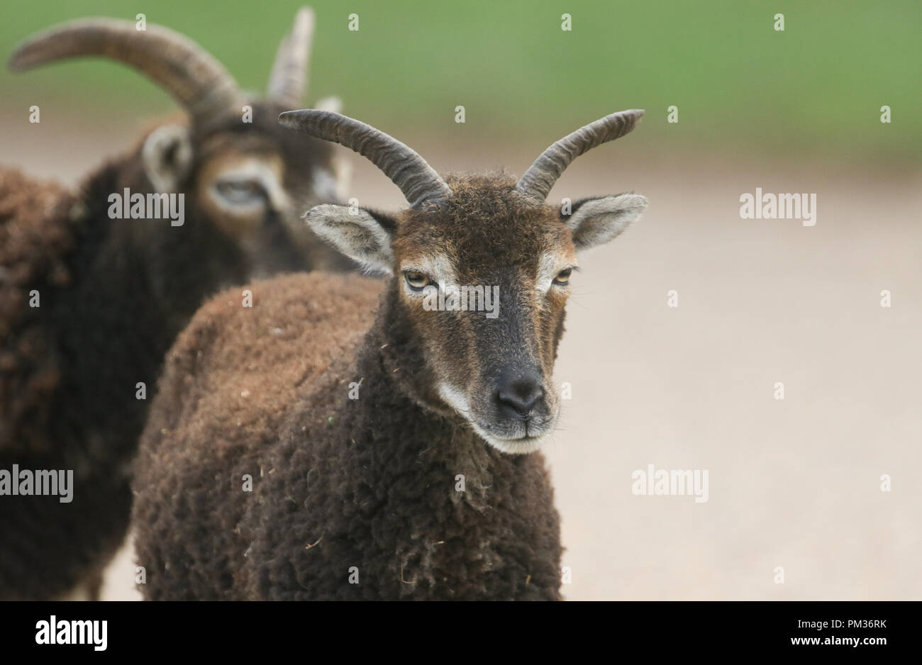 Soay sheep rare breed hi-res stock photography and images - Alamy