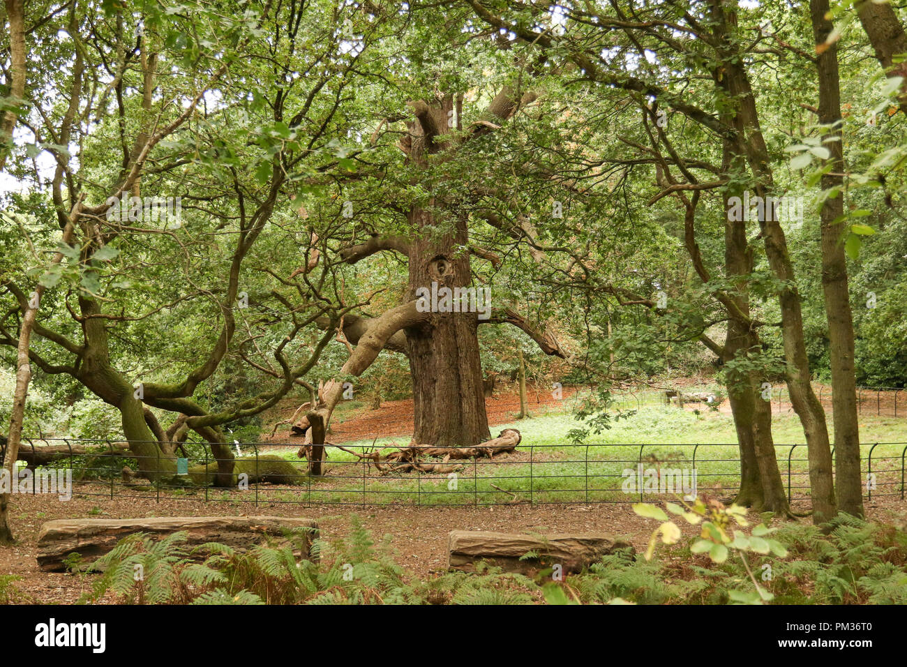 Largest oak tree hi-res stock photography and images - Alamy