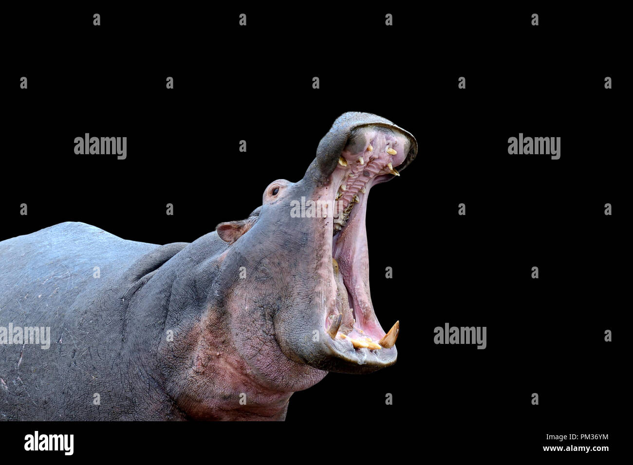 Hippo family (Hippopotamus amphibius) outside the water, Africa Stock ...
