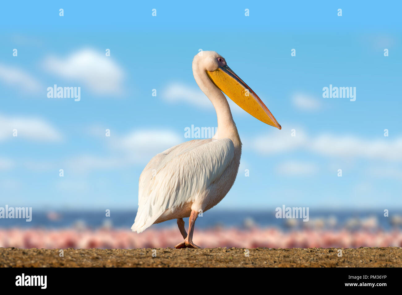 Great white pelican in lake, Kenya, Africa Stock Photo - Alamy
