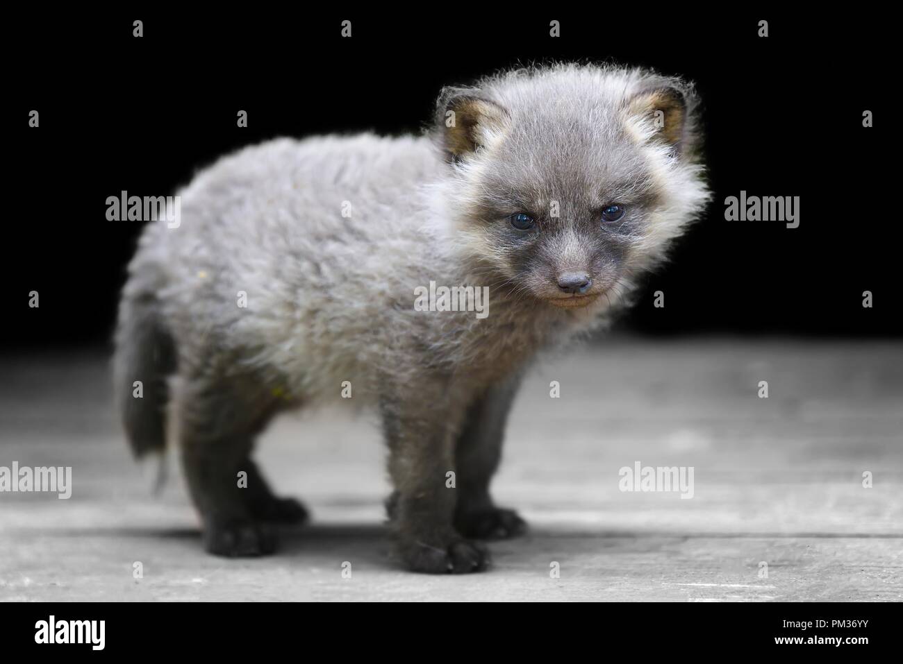 Silver fox hi-res stock photography and images - Alamy