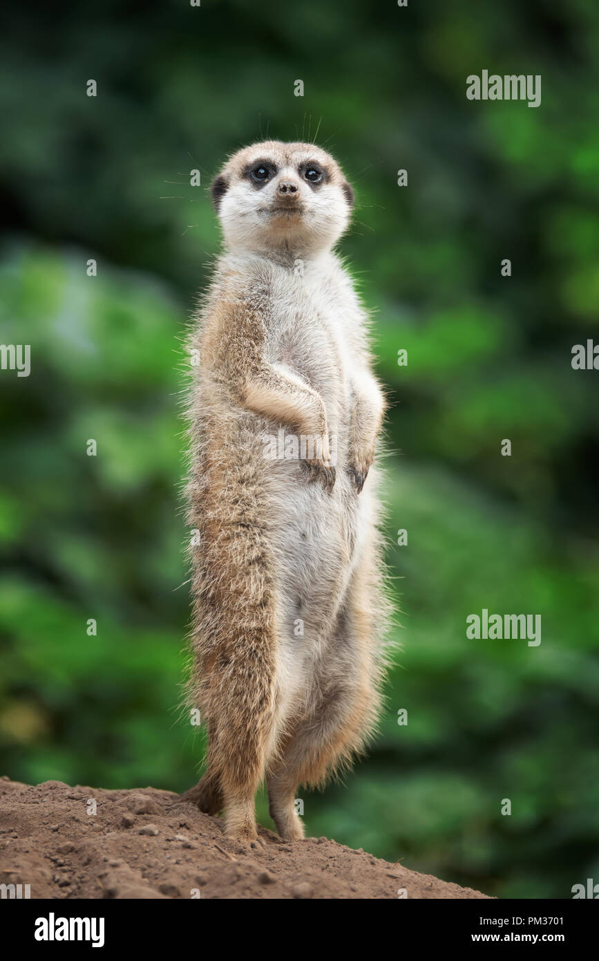 Cute meerkat standing looking for something Stock Photo - Alamy