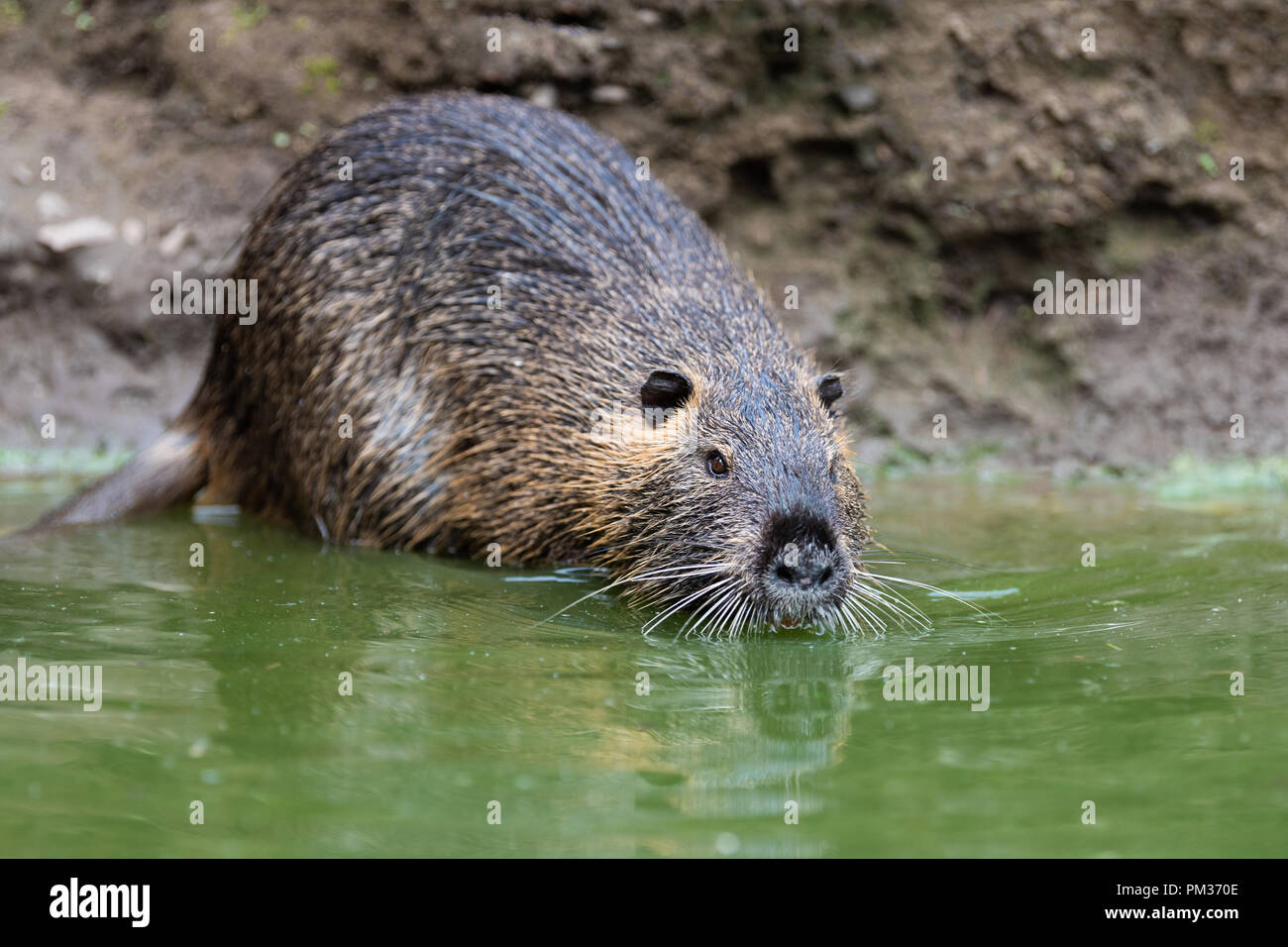 White coypu hi-res stock photography and images - Alamy