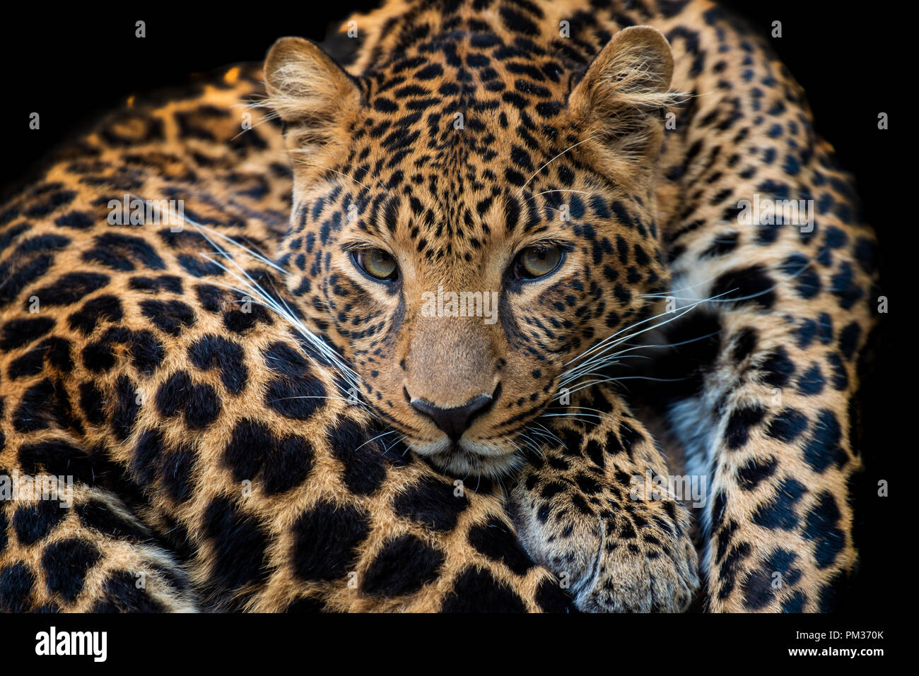 Dangerous leopard cat hi-res stock photography and images - Alamy