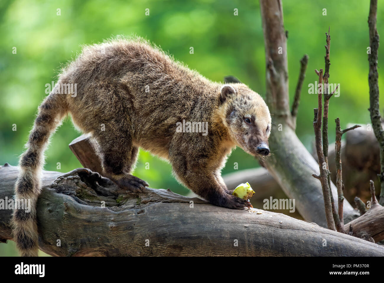 Nasua nasua tree hi-res stock photography and images - Alamy