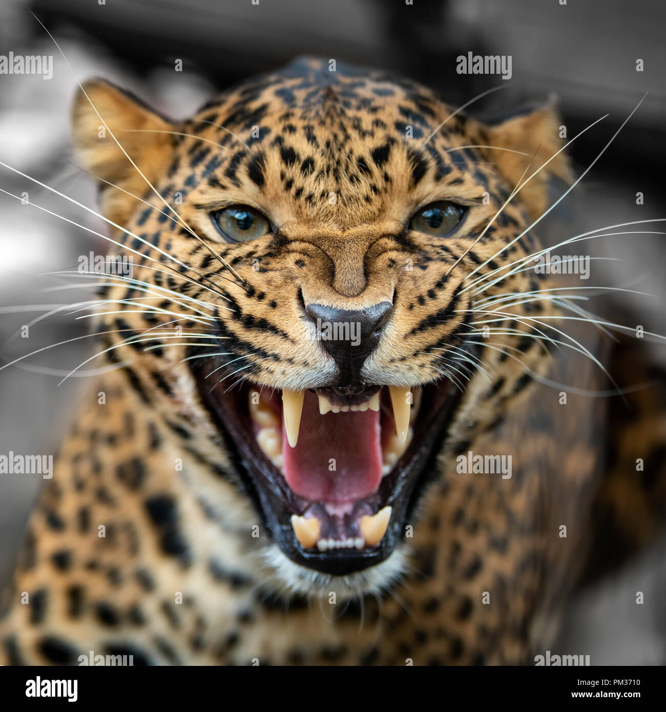 Dangerous jungle cat hi-res stock photography and images - Alamy