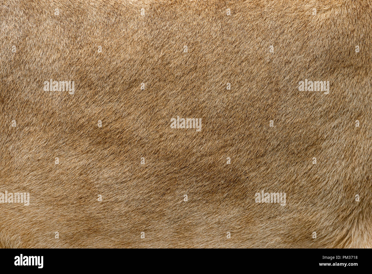 Lion skin hi-res stock photography and images - Alamy