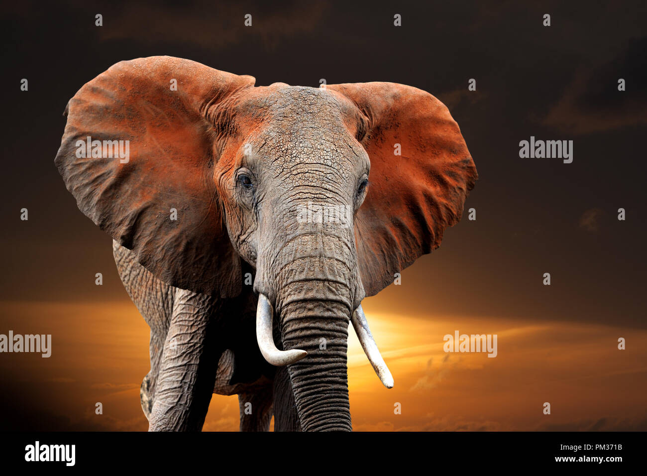 Elephants In Africa Sunset