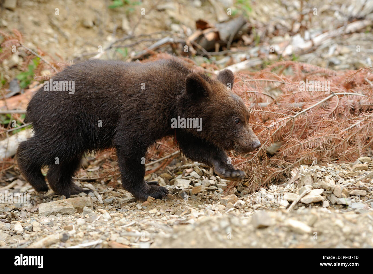 Baby brown bear cub hi-res stock photography and images - Alamy