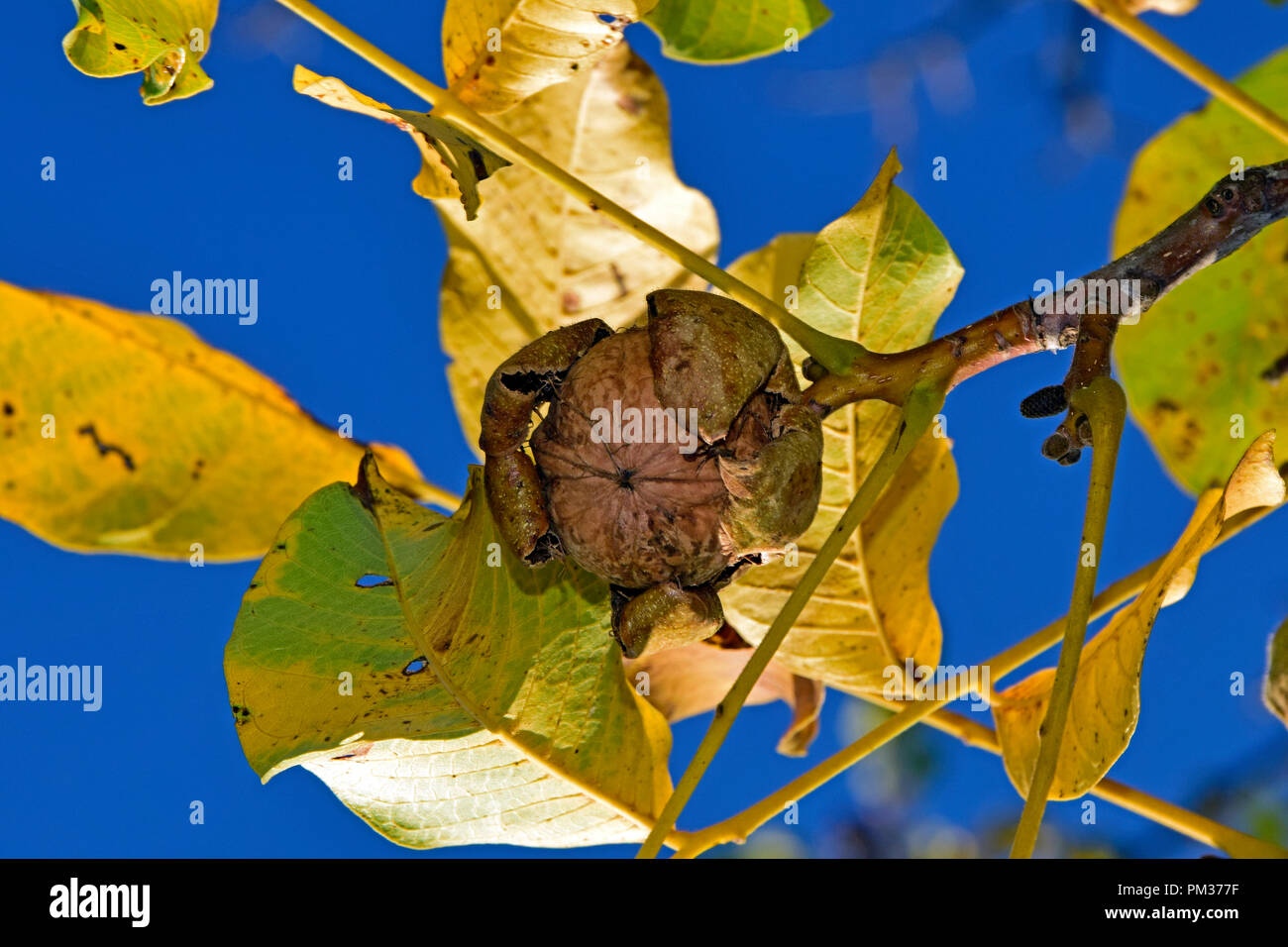 Walnut tree nut open hi-res stock photography and images - Alamy