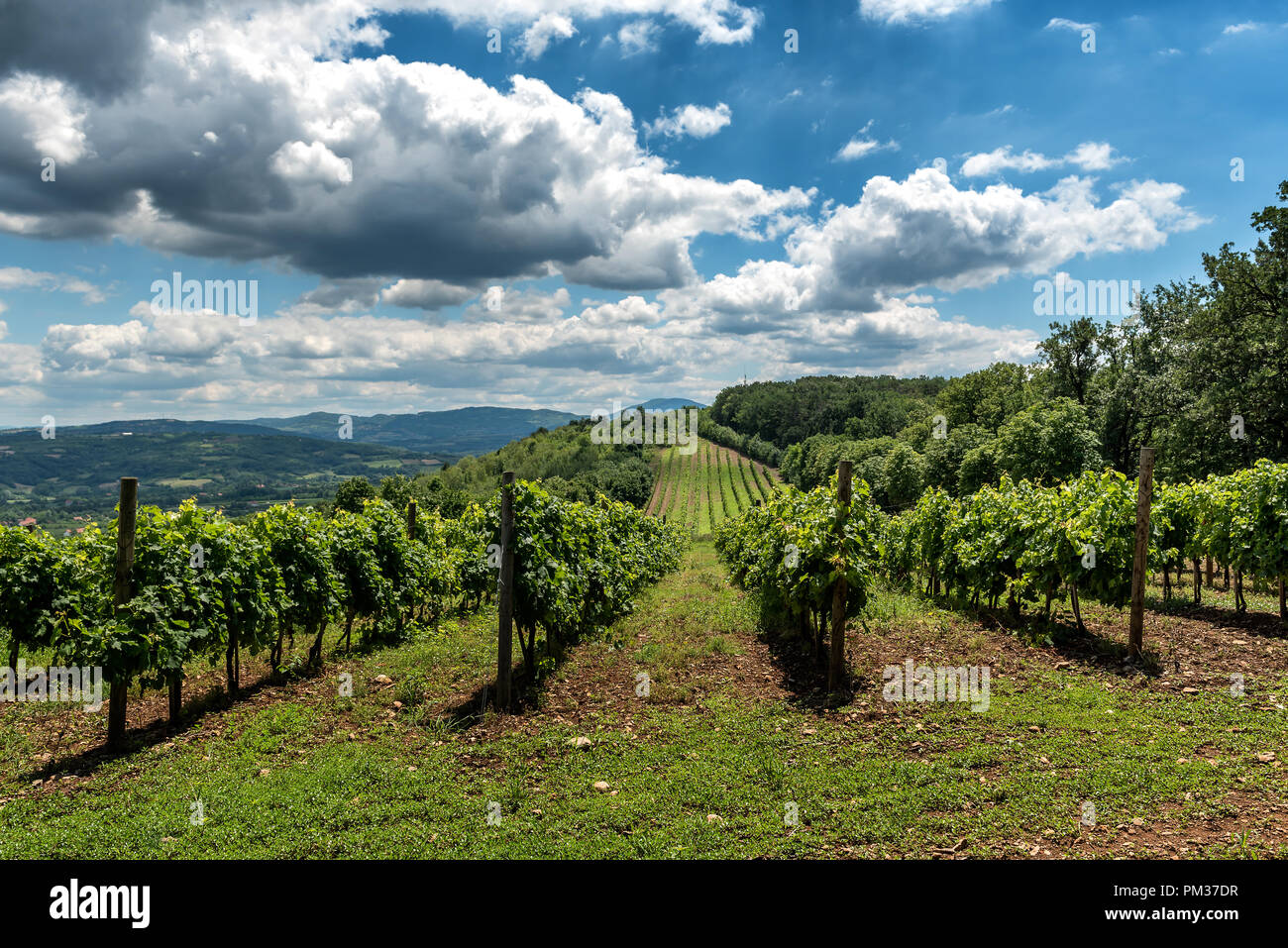 Serbian rural Landscape with vineyards and hills Stock Photo - Alamy