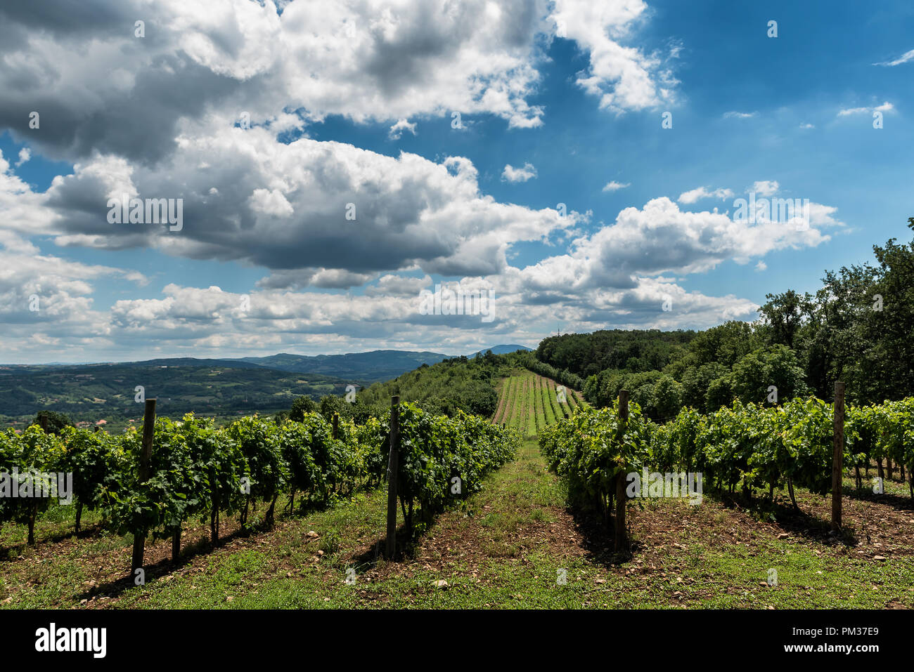 Serbian rural Landscape with vineyards and hills Stock Photo - Alamy